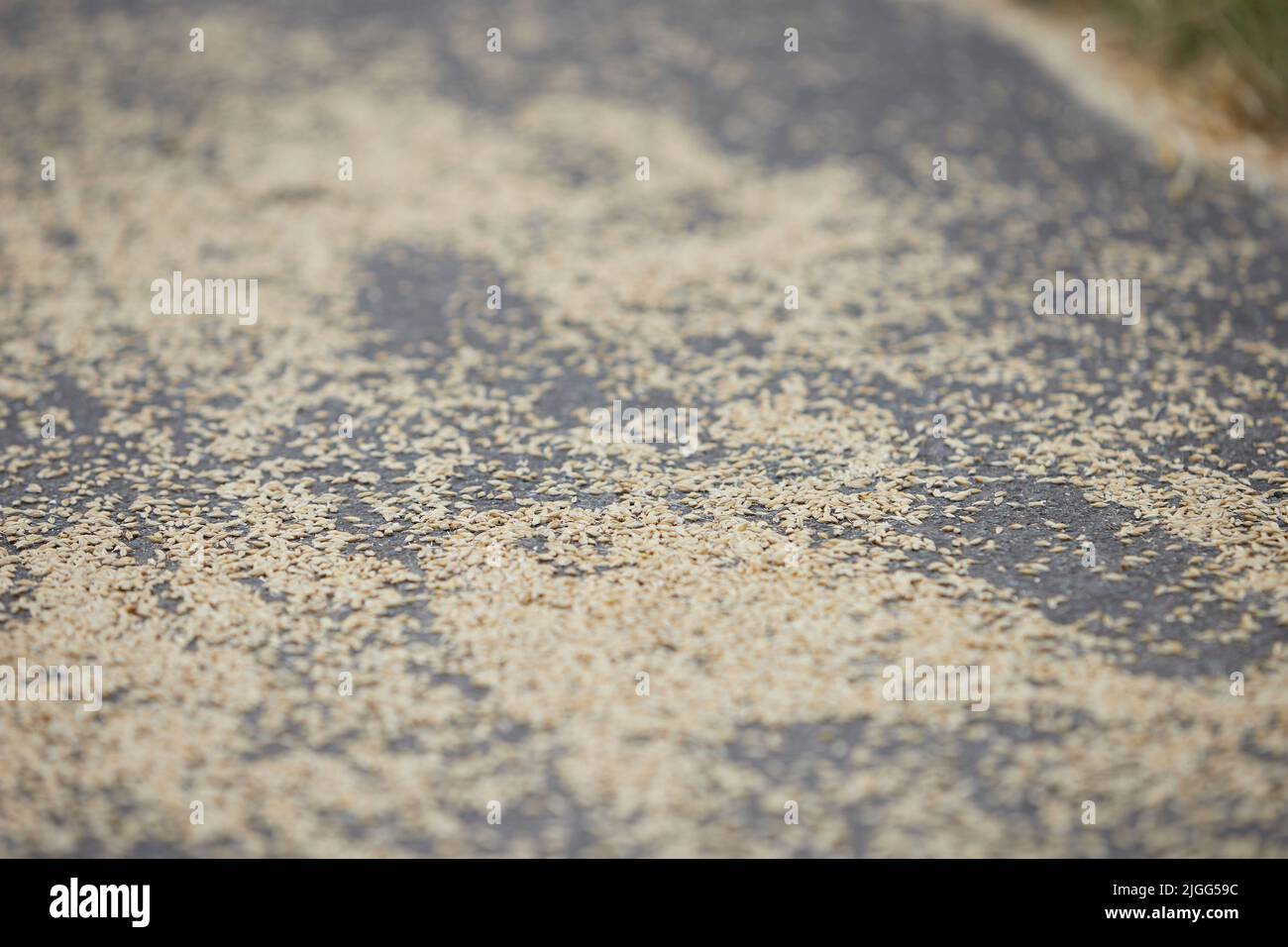 wheat seeds laying on a country road Stock Photo - Alamy
