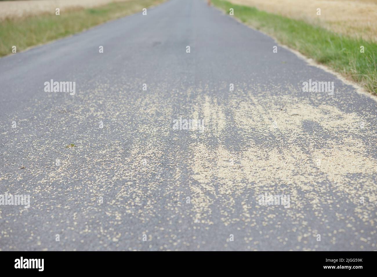 wheat seeds laying on a country road Stock Photo - Alamy