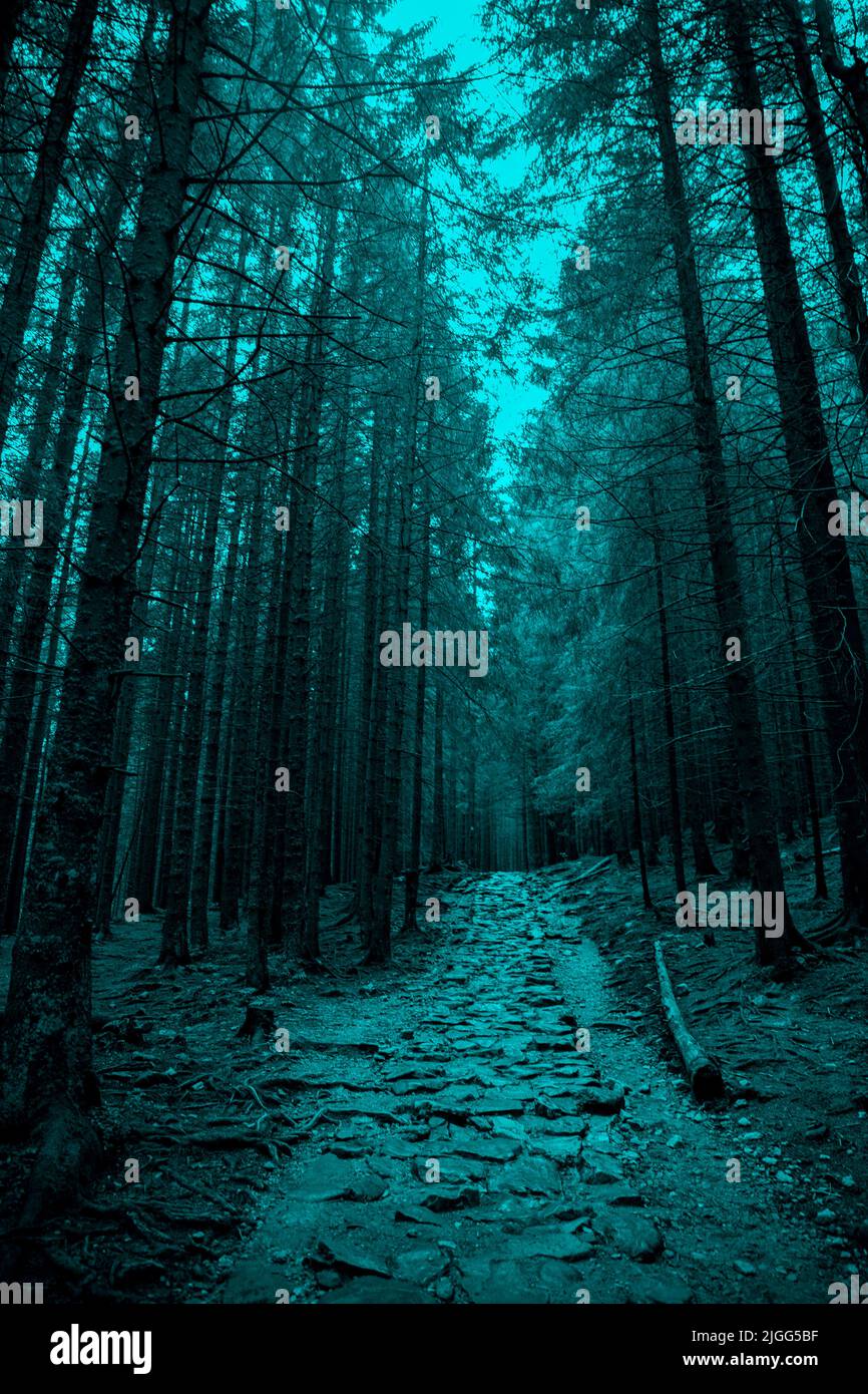 Cold forest, turquoise colors. Misty Halloween background. Path in the ...