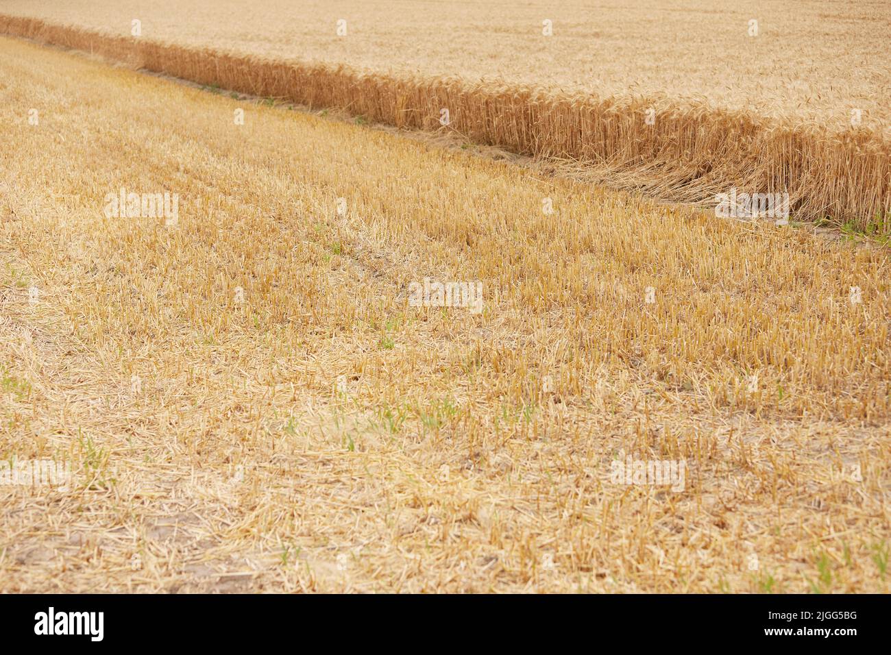 dry wheat field, partially harvested Stock Photo - Alamy
