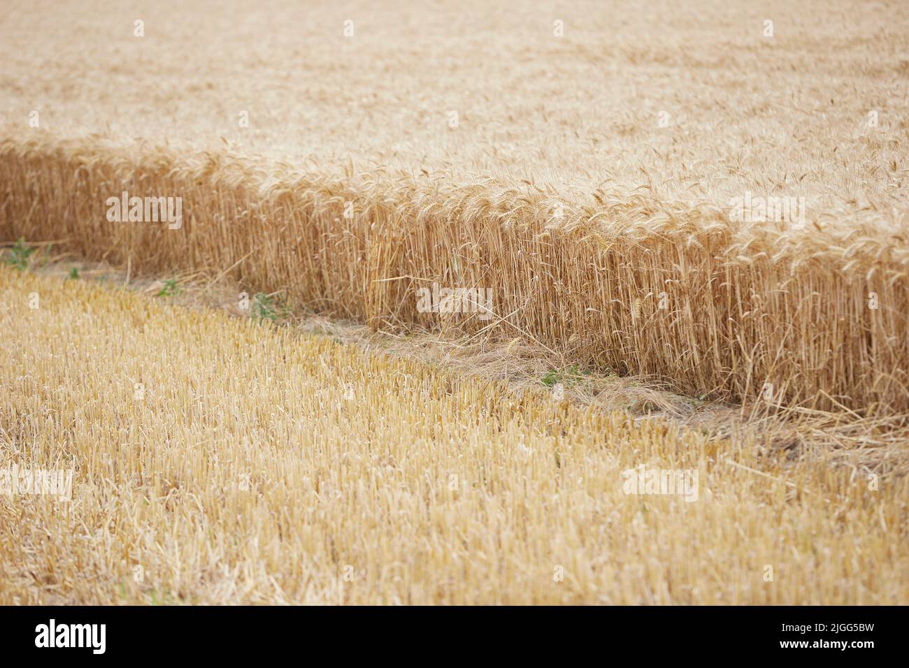 dry wheat field, partially harvested Stock Photo - Alamy
