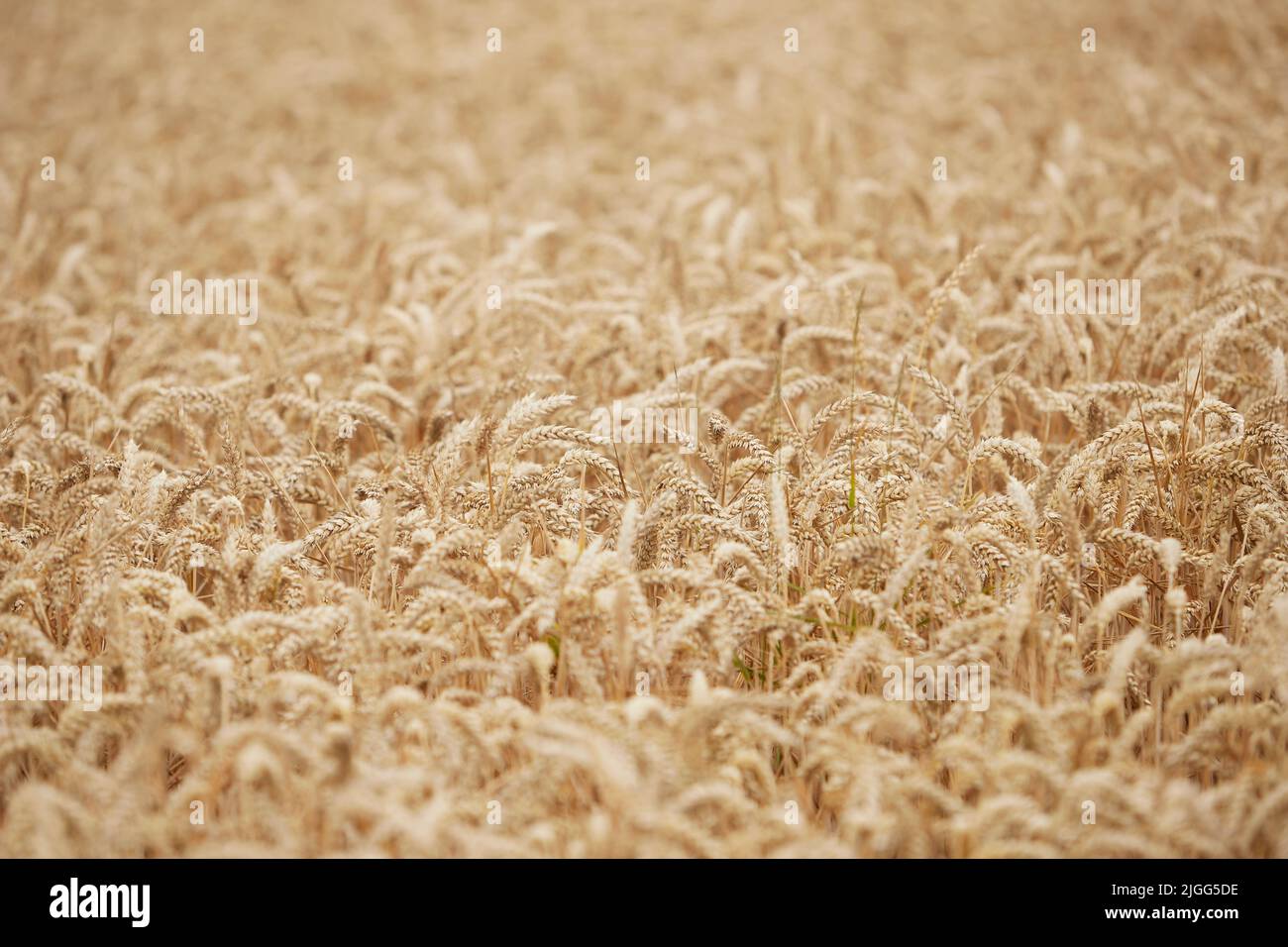 dry wheat field, ready to harvest Stock Photo - Alamy