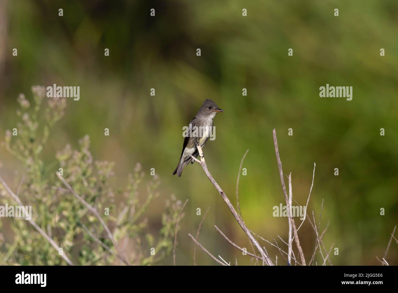 An adult Olive-sided Flycatcher, Contopus cooperi, perched on a weed ...