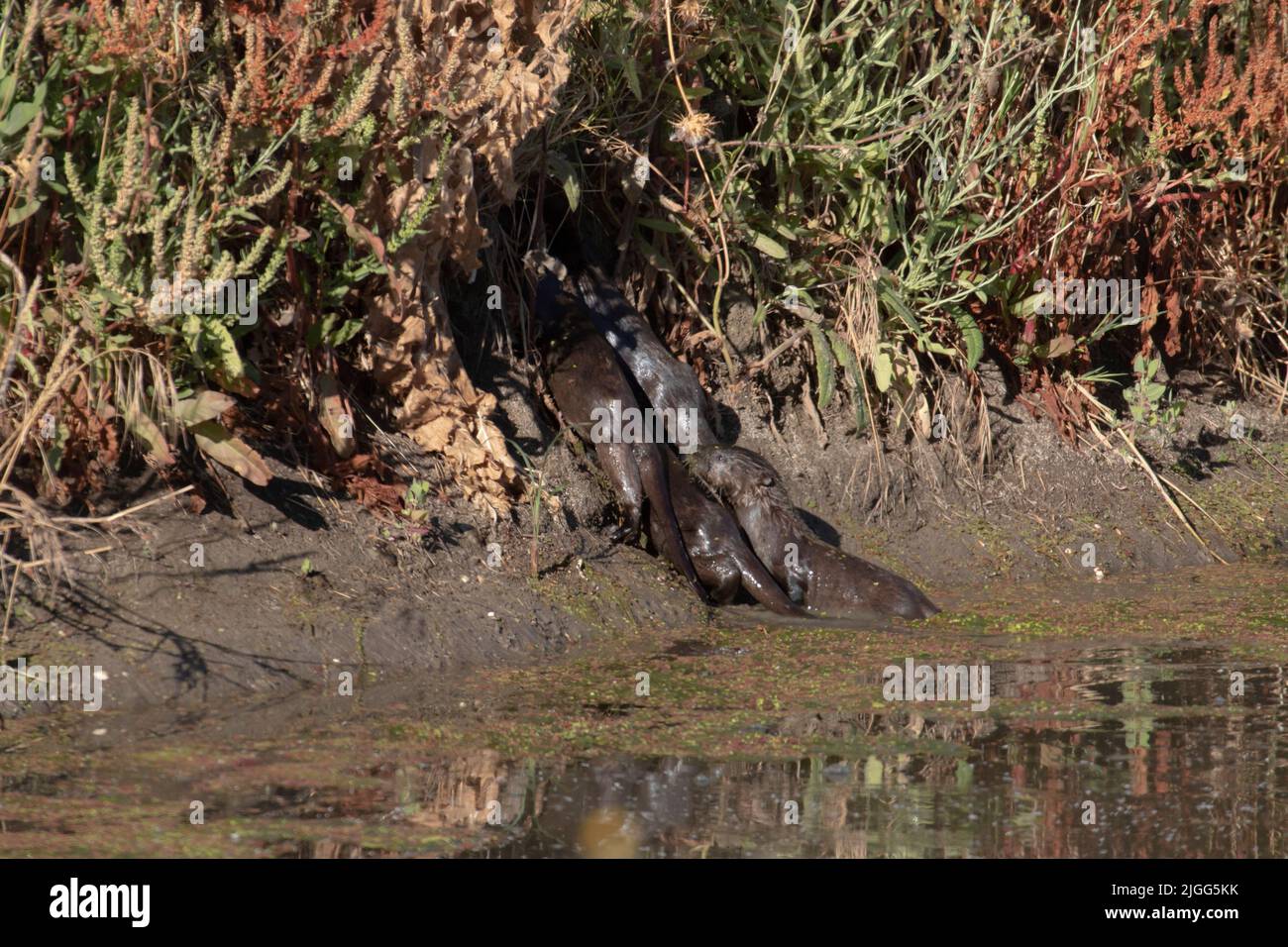 A River Otter family, Lutra canadensis, climbs into a den located along ...