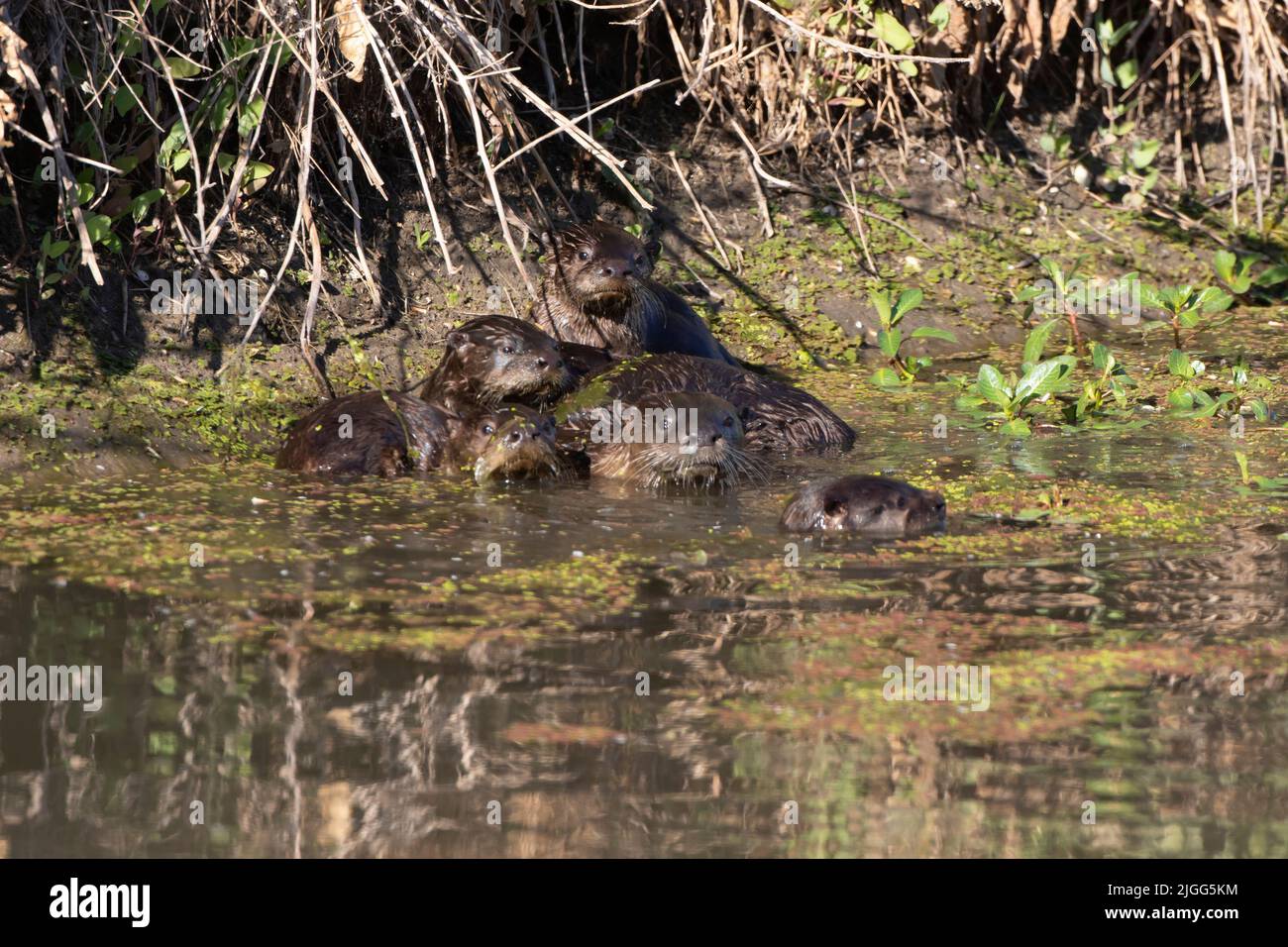 Otter den hi-res stock photography and images - Alamy