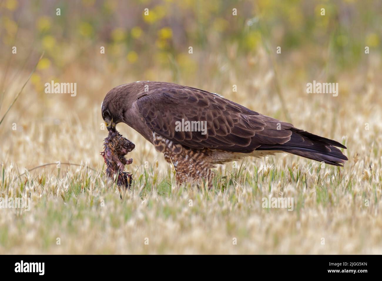 Pocket gopher hi-res stock photography and images - Alamy