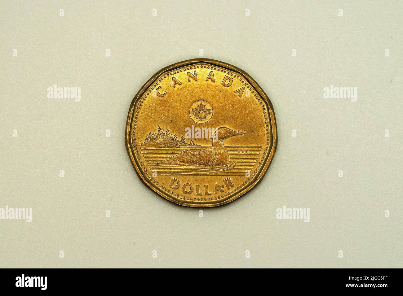 one dollar coin, $1, (Common loon - Gavia immer), CAD, Canada, North ...