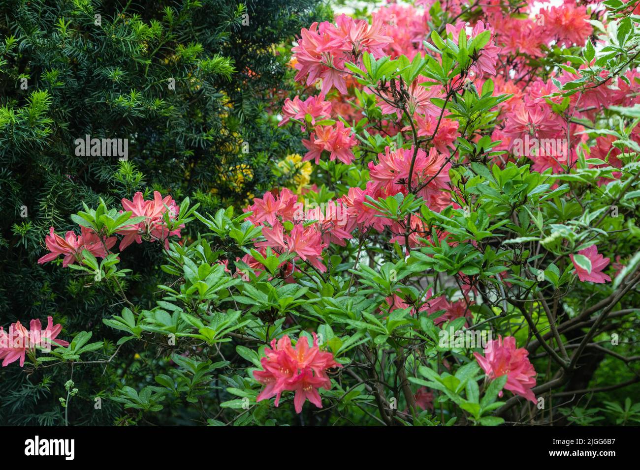Beautiful azalea flowers of pink color with green leaves in the garden ...
