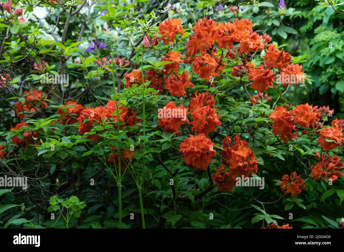Beautiful azalea flowers of orange color with green leaves in the ...