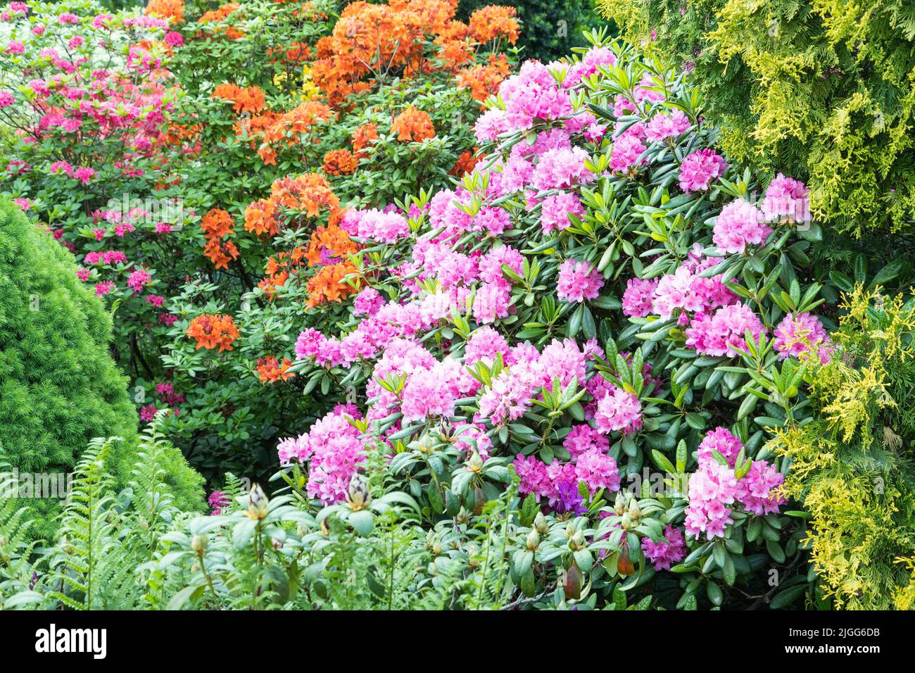 Beautiful azalea flowers of pink and orange color with green leaves in ...