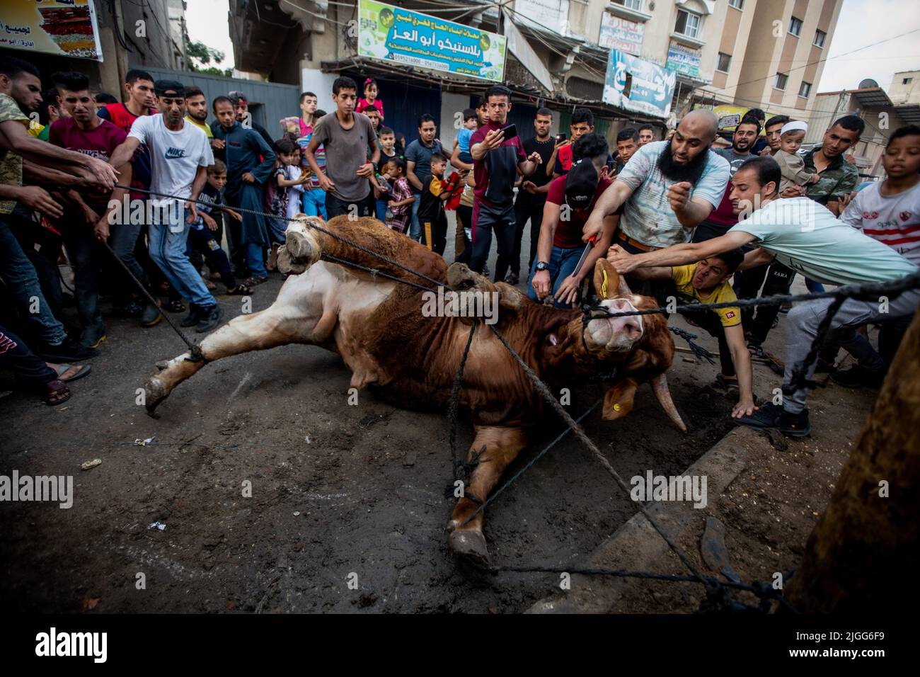 Eid al adha slaughter cow hi-res stock photography and images - Alamy