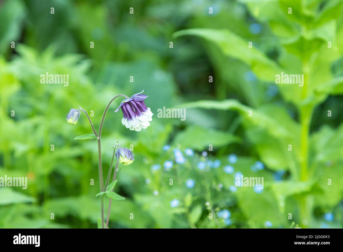 Beautiful columbine or aquilegia purple flowers in the garden ...