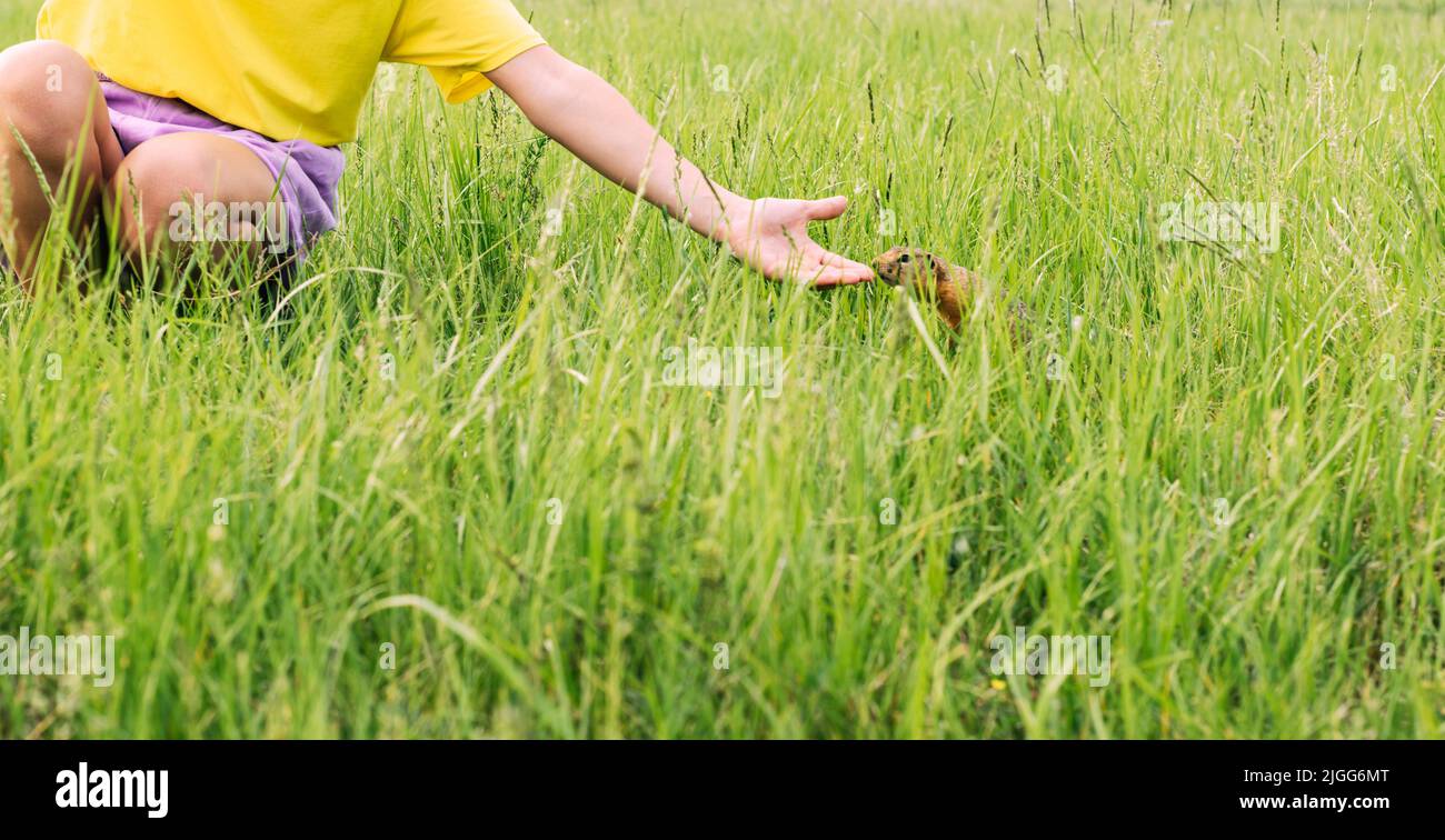 Girl reaches out her hand feeds small gopher rodent animal. Friendship ...