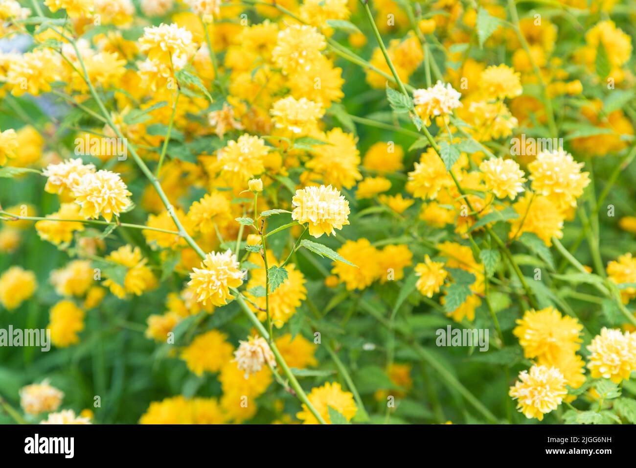 japanese kerria flowers of yellow color in the garden, selective focus ...