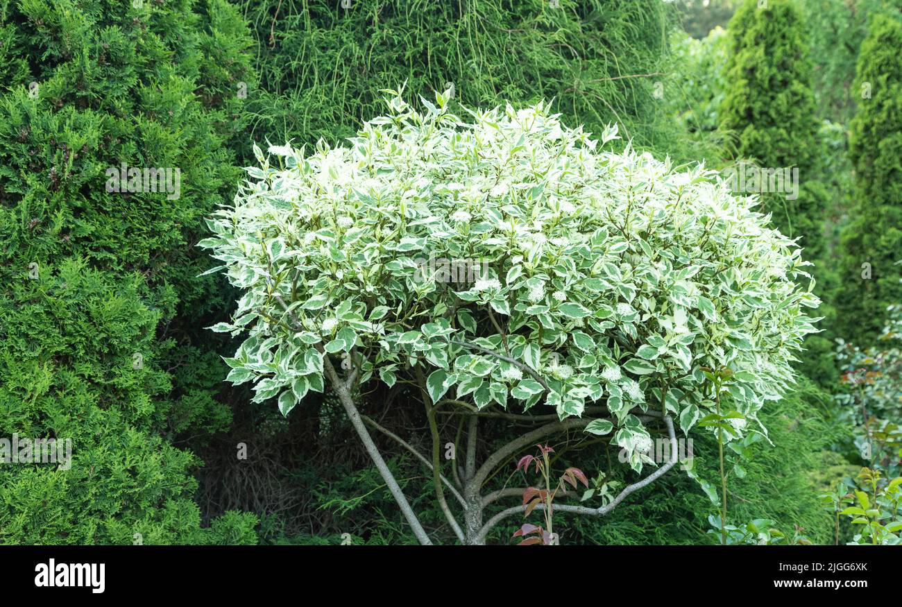 Variegated Dogwood (Cornus alba) ornamental leaves in the garden Stock ...