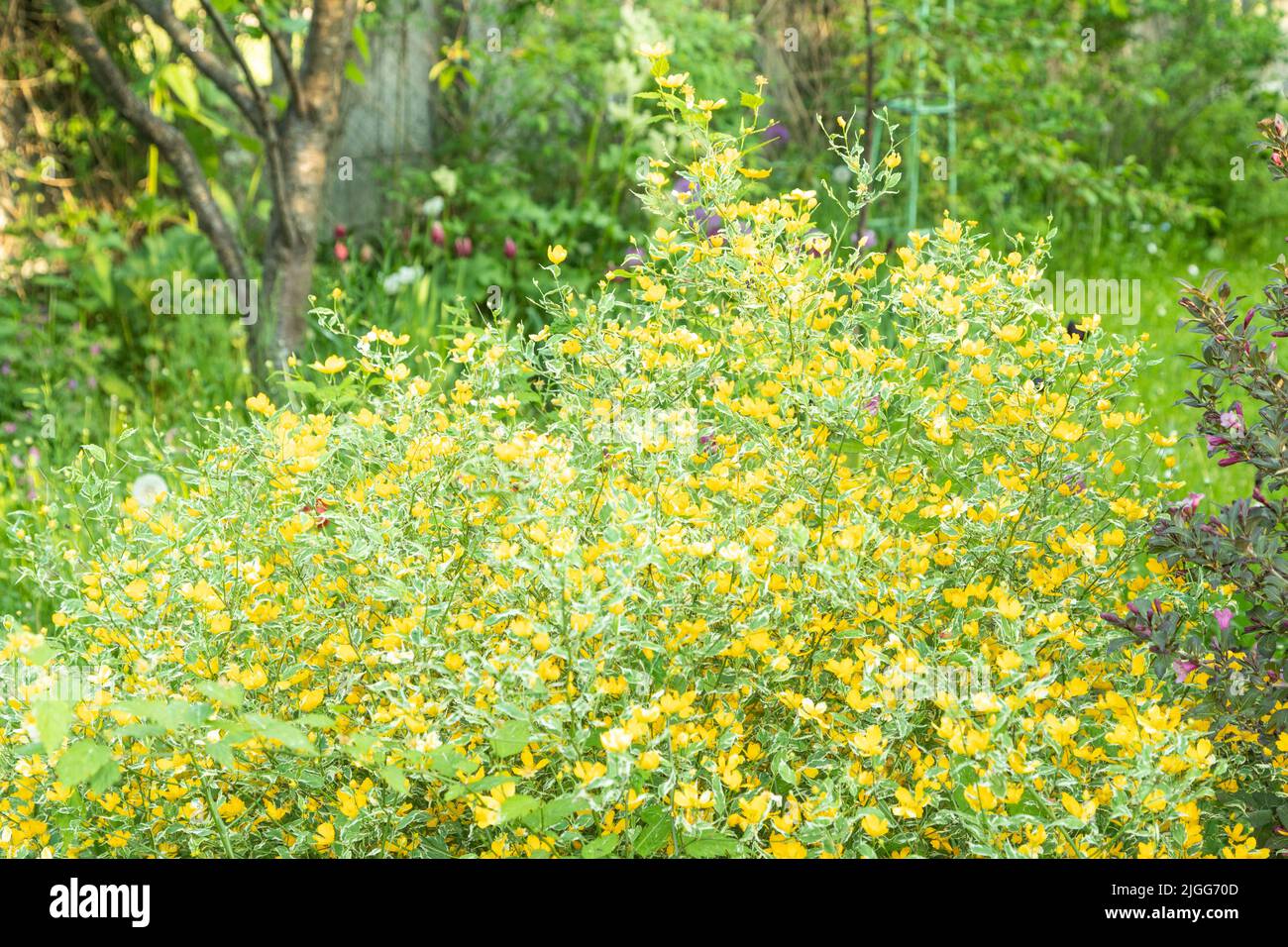 japanese kerria flowers of yellow color in the garden, selective focus ...