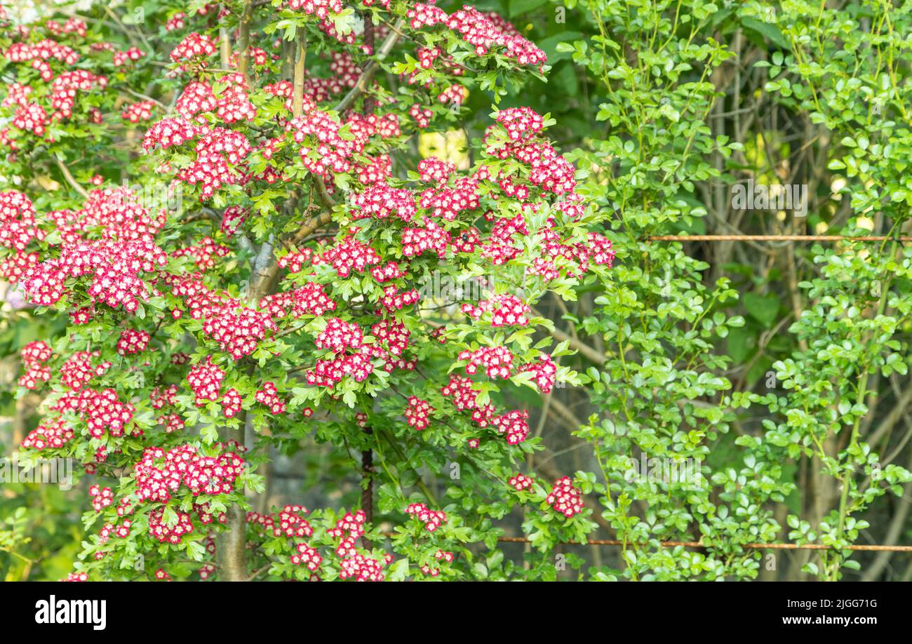 hawthorn shrub with beautiful red flowers. in the garden Stock Photo ...