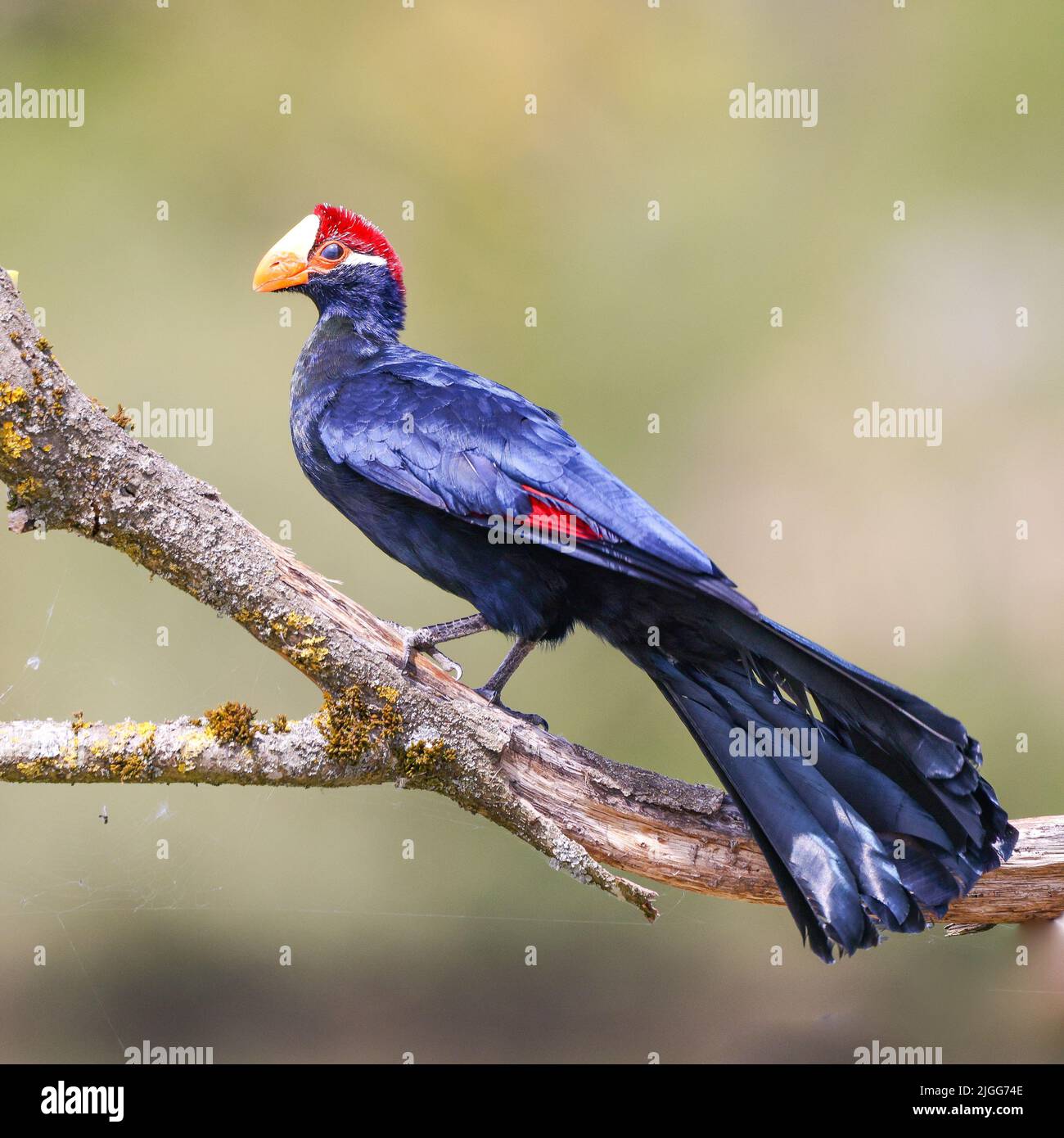 A close-up shot of a violet turaco sitting on a tree branch Stock Photo ...