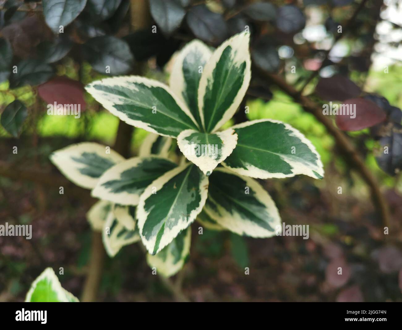 A close-up shot of fortune's spindle leaves in the garden Stock Photo ...