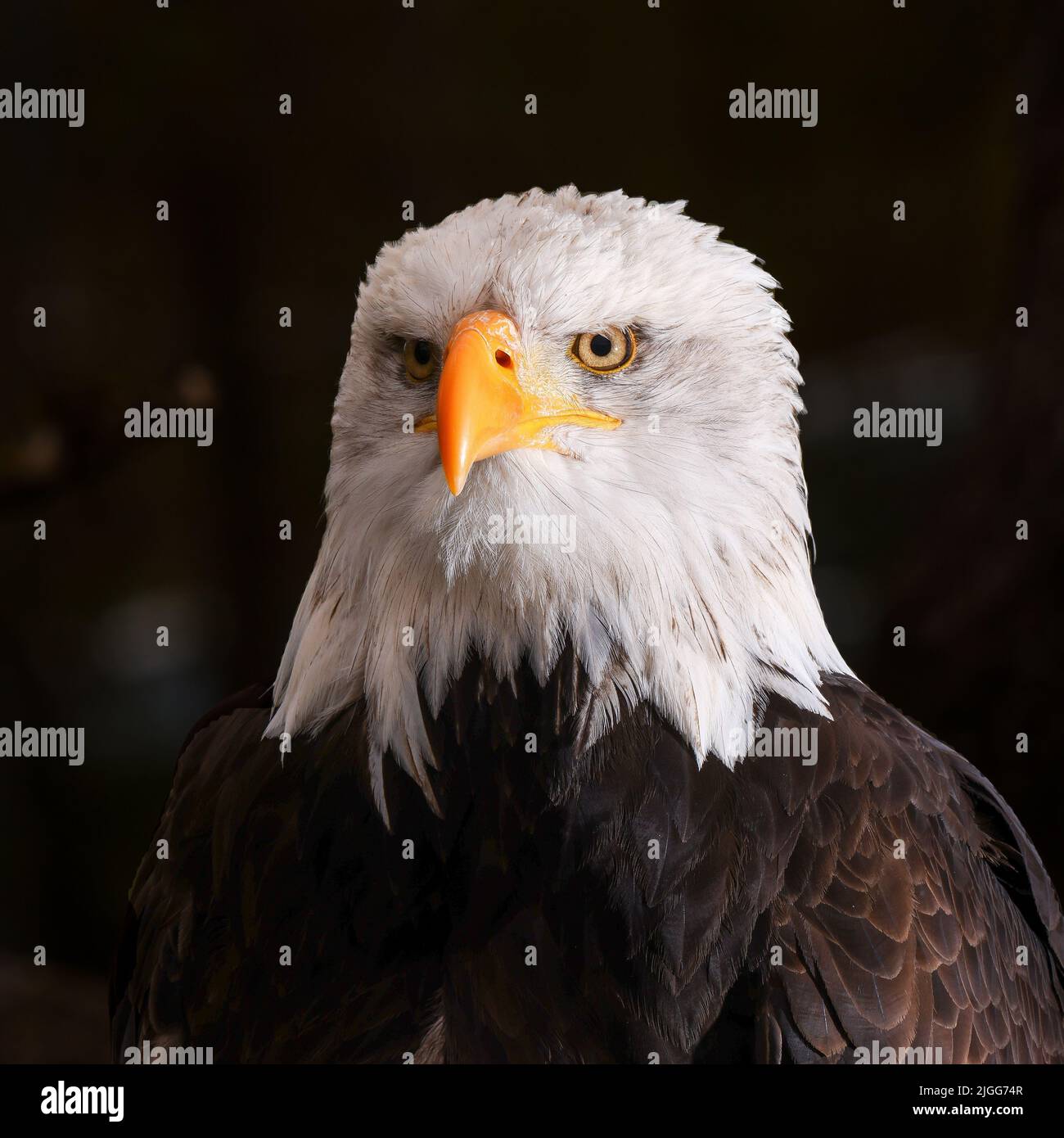 A close-up shot of a bald eagle's head with a blurry background Stock ...