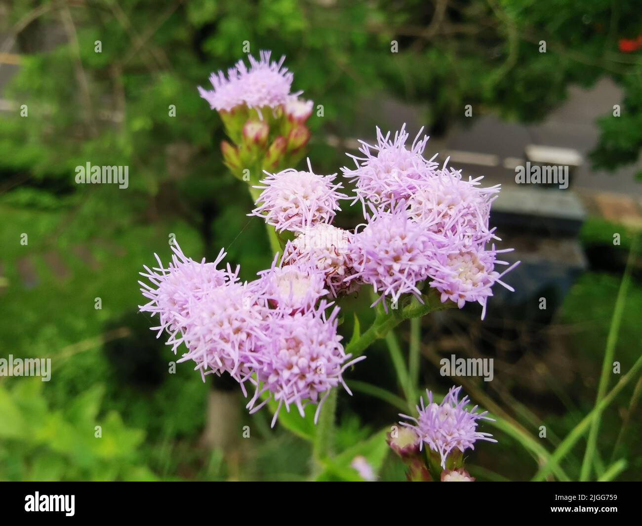 A close-up shot of a floss flower in the garden Stock Photo - Alamy