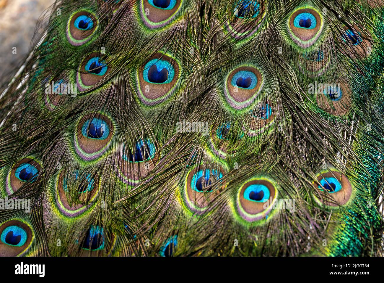 A close-up shot of a peacock open tail Stock Photo - Alamy