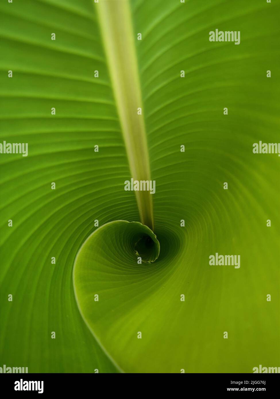 Inside leaf hi-res stock photography and images - Alamy
