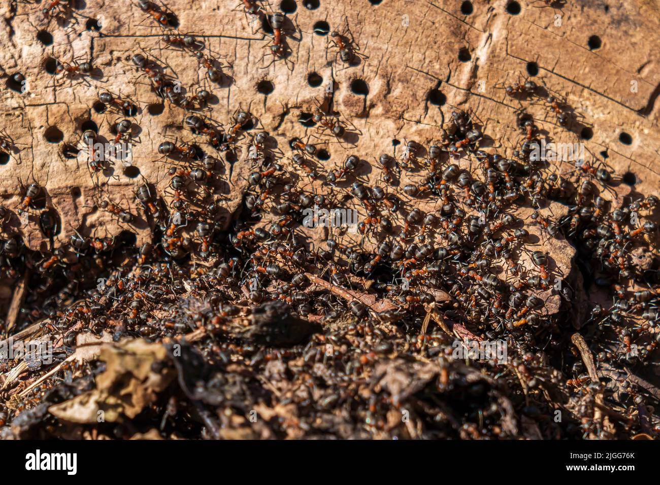 A close-up shot of an anthill Stock Photo - Alamy
