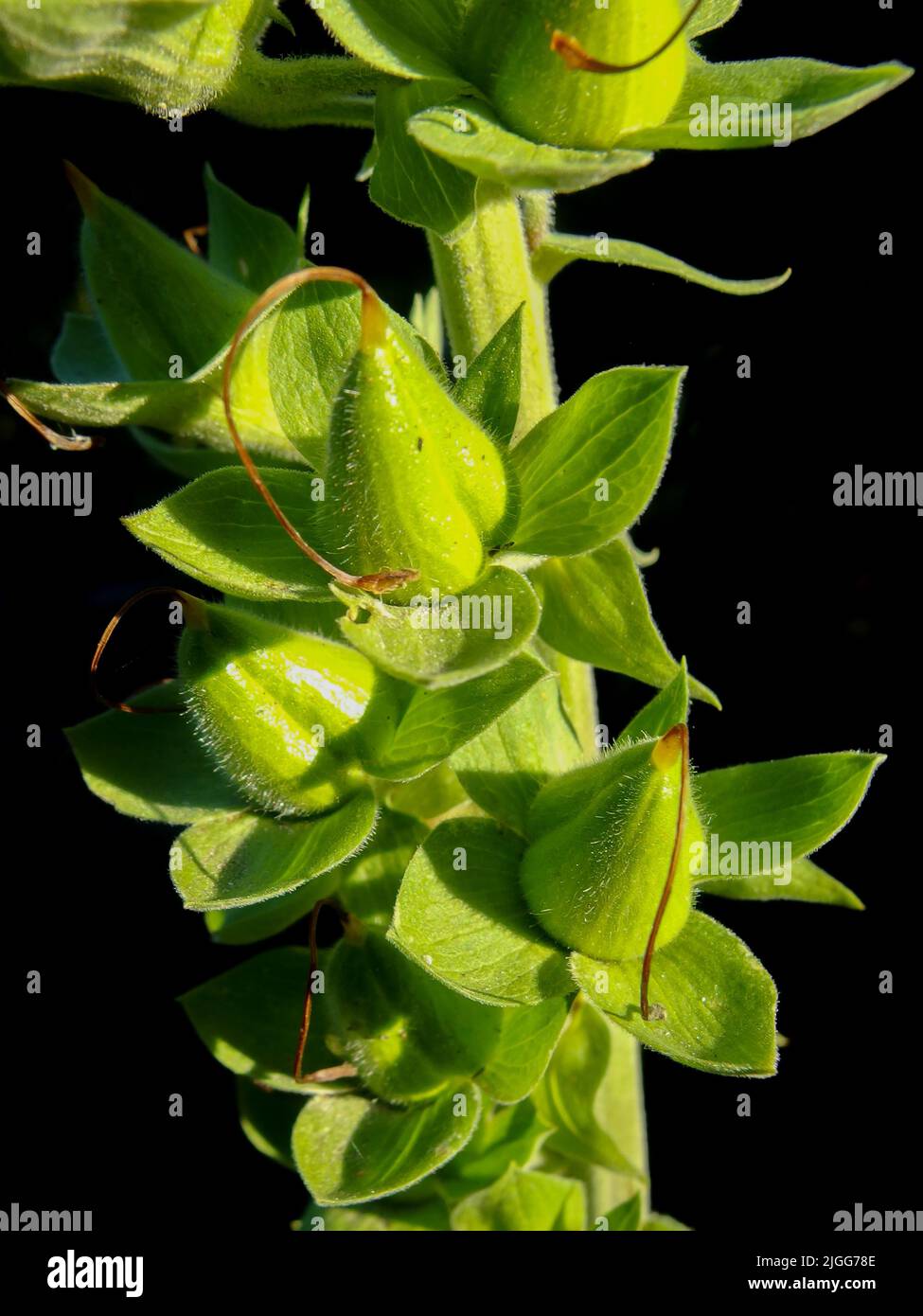 Moluccella hi-res stock photography and images - Alamy