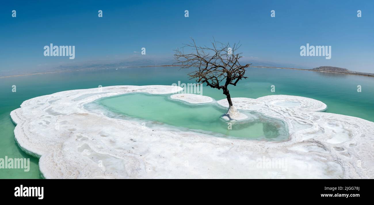 A beautiful shot of a dry tree growing on the salt island in the Dead ...