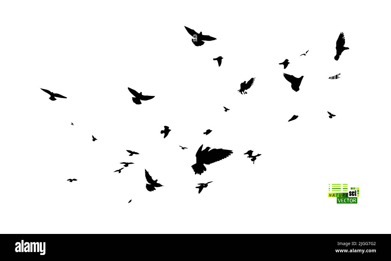 A flock of flying birds. Free birds. Vector illustration Stock Vector ...