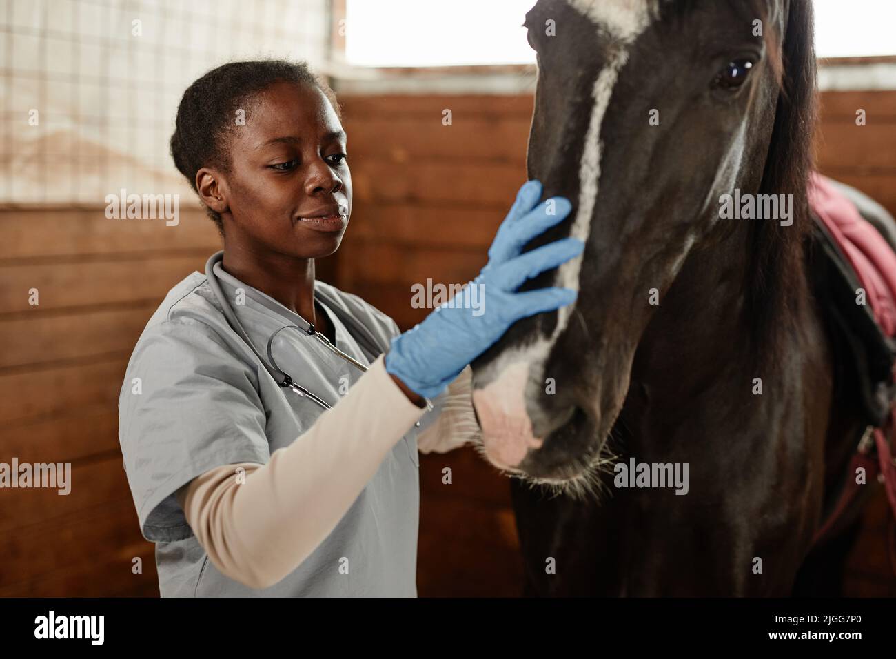 Warm toned portrait of female veterinarian taking care of horse in ...
