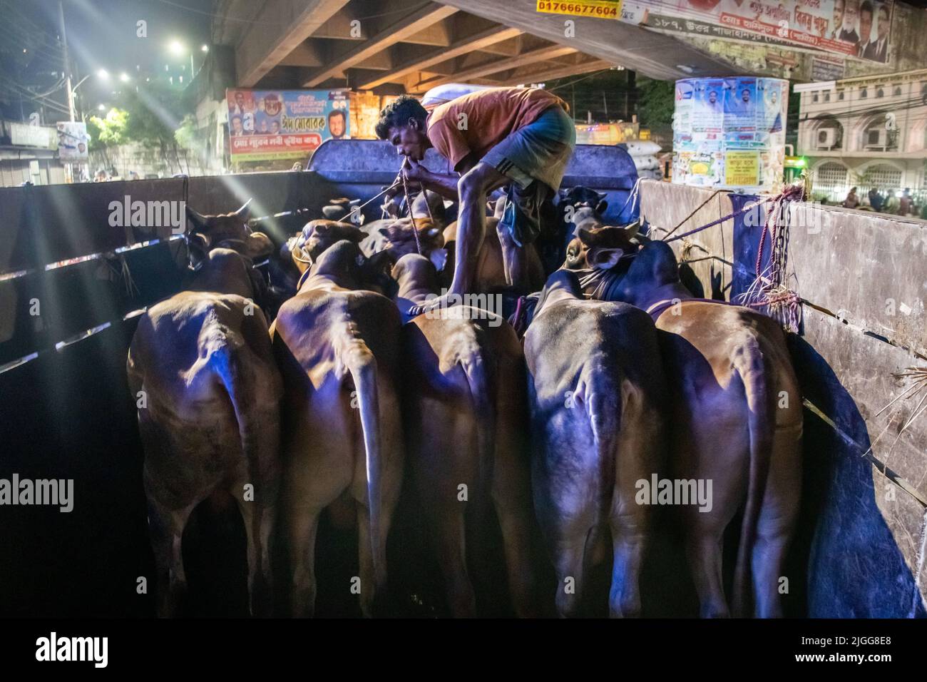 Dhaka, Bangladesh. 8th July, 2022. Vendors selling cows in the market ...