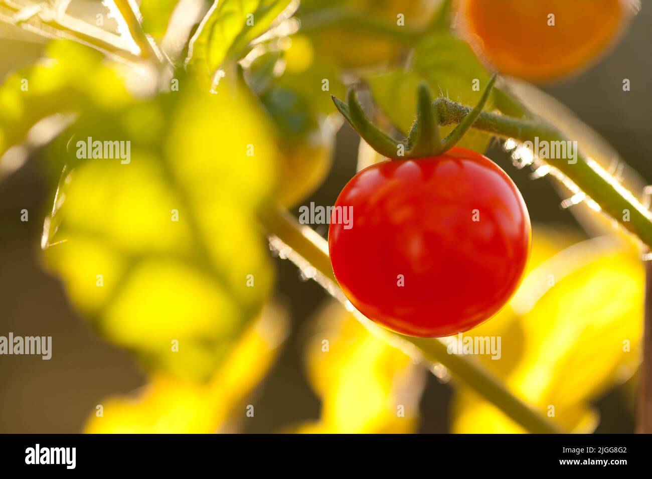 Cherry tomato plant outdoors close-up Stock Photo - Alamy