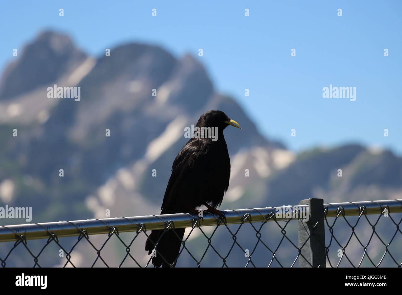 jackdaw in swiss alps at a sunny day with blue sky. this happy daw is ...