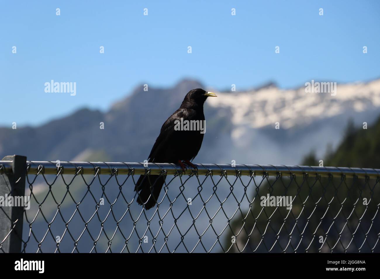 jackdaw in swiss alps at a sunny day with blue sky. this happy daw is ...