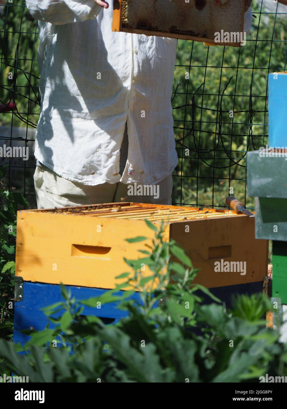 Master bee keeper pulls out a frame with honey from the beehive in the ...