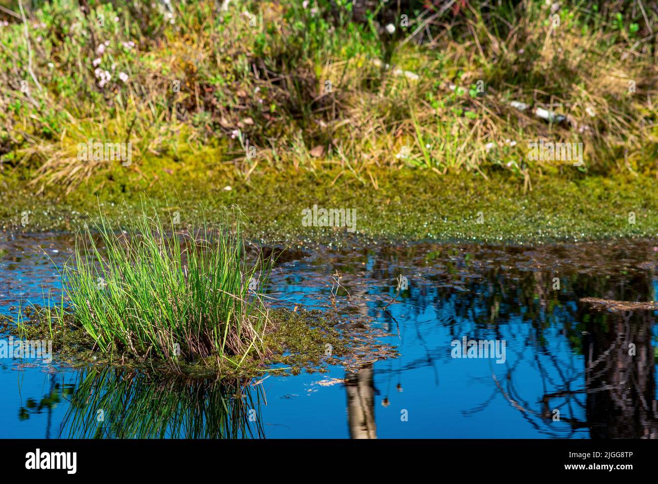 marsh landscape with grass tussocks and reflection in open water Stock ...