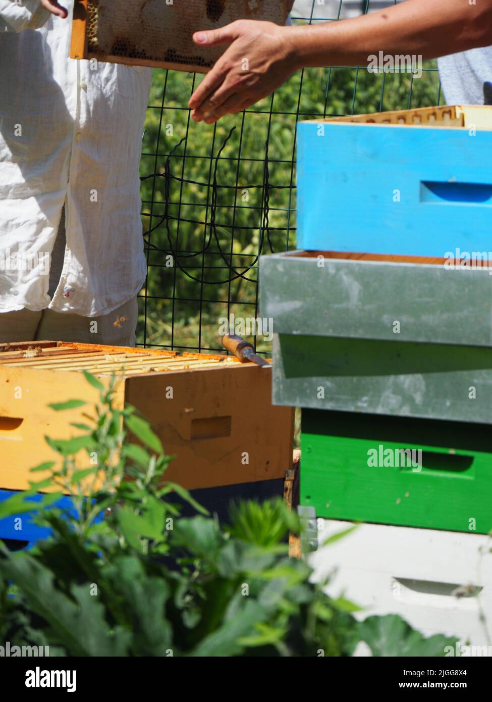 Master bee keeper pulls out a frame with honey from the beehive in the ...
