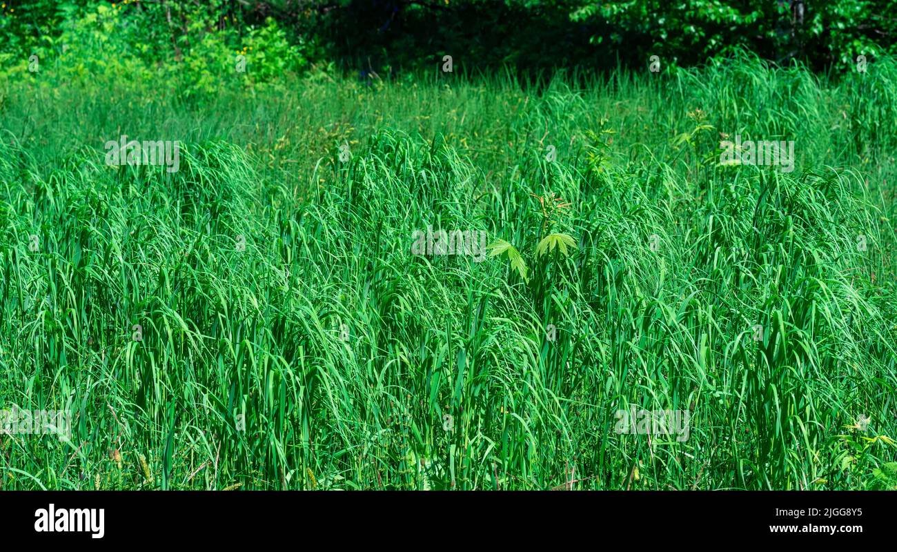 fen-meadow with green grass sedges illuminated by the sun Stock Photo ...
