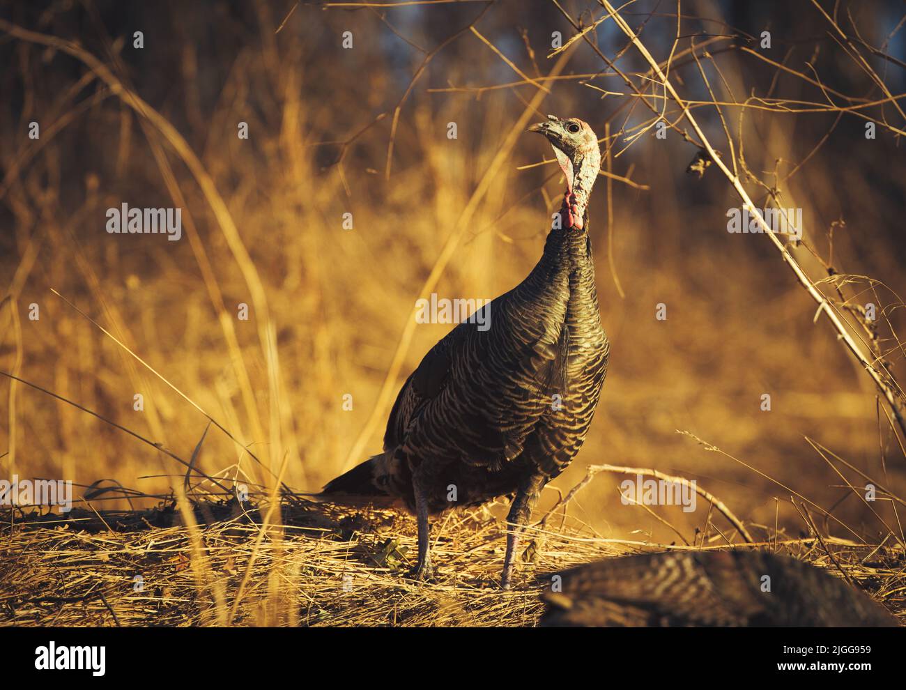 A wild turkey standing around dry grass Stock Photo - Alamy