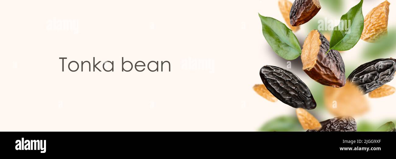 Tonka beans and green leaves float on a light beige background ...