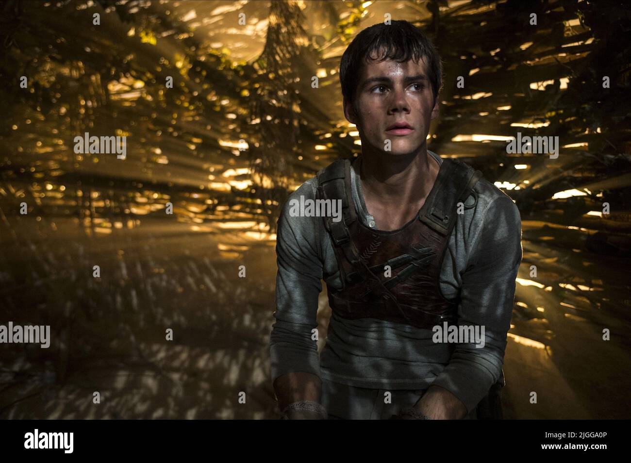 DYLAN O'BRIEN, THE MAZE RUNNER, 2014 Stock Photo - Alamy