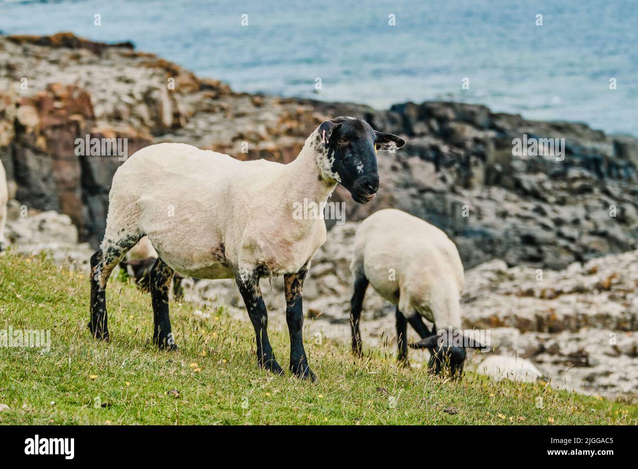 Sheep at the coast hi-res stock photography and images - Alamy