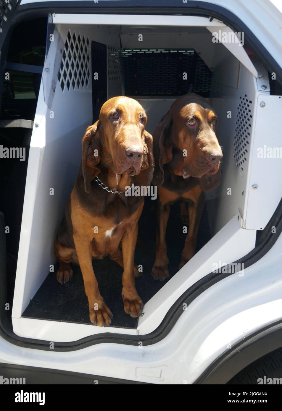 Los Angeles, California, USA 9th July 2022 K9 Bloodhounds Piper and ...