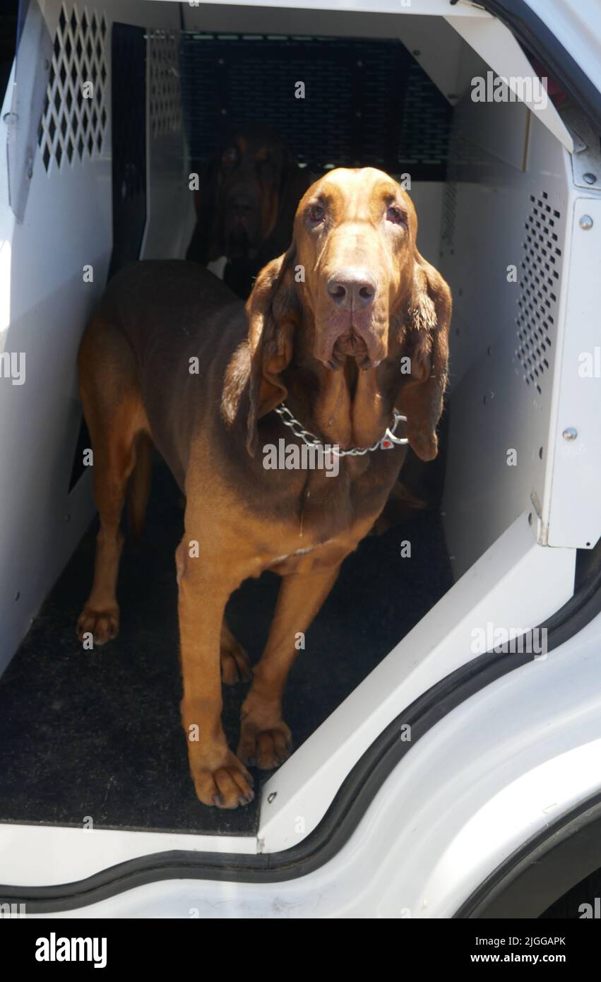 Los Angeles, California, USA 9th July 2022 K9 Bloodhound Piper at Los ...