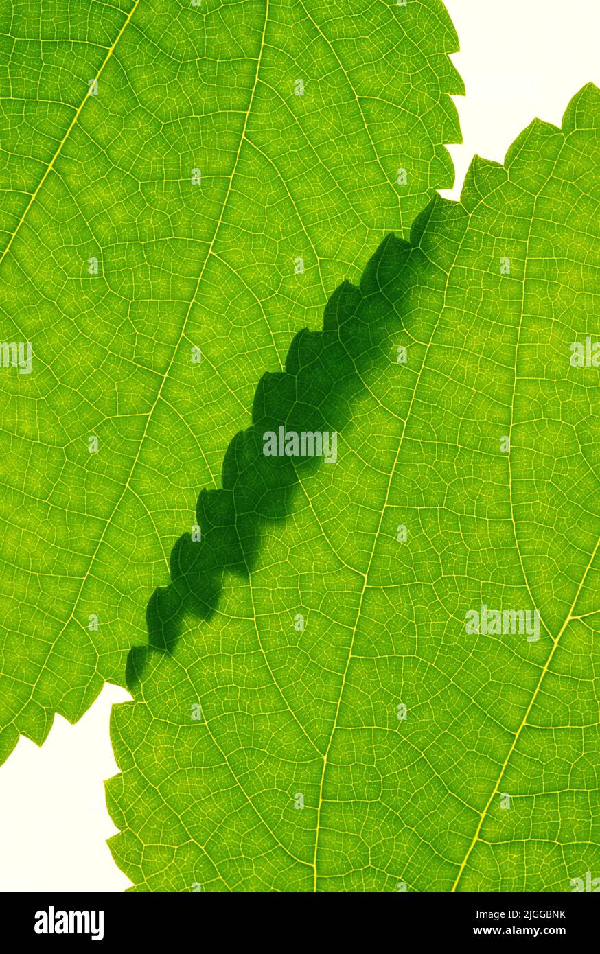 Two foliage leaves hi-res stock photography and images - Alamy
