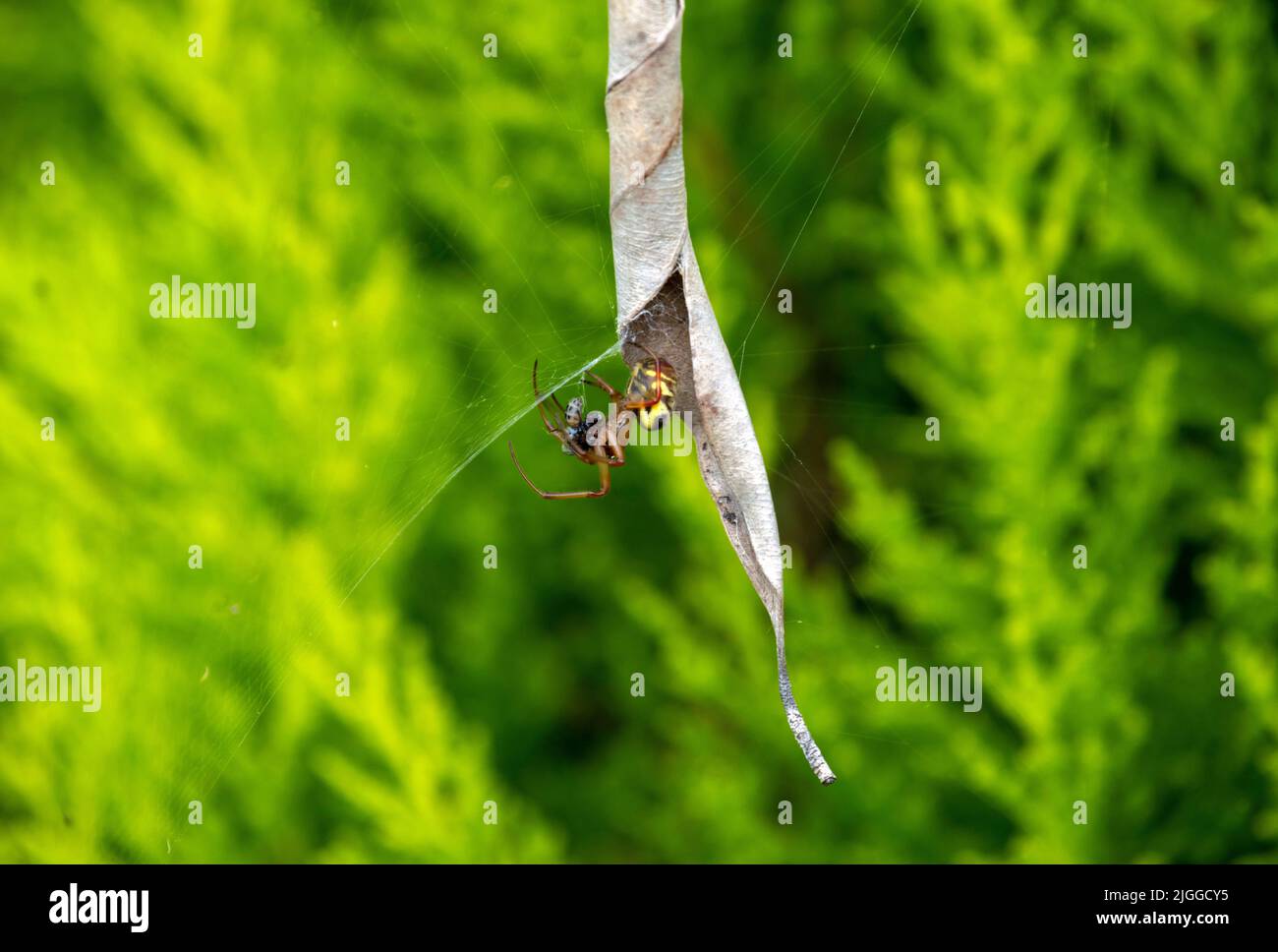 Australian Garden Orb Weaver Spider (Argiope catenulata) catches a bee ...