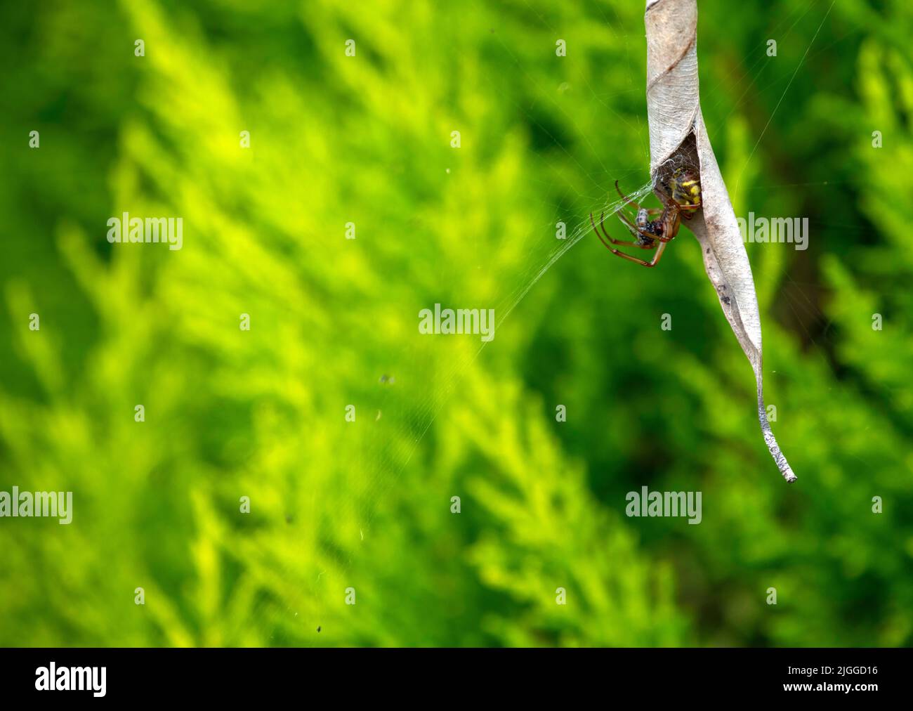 Australian Garden Orb Weaver Spider (Argiope catenulata) catches a bee ...