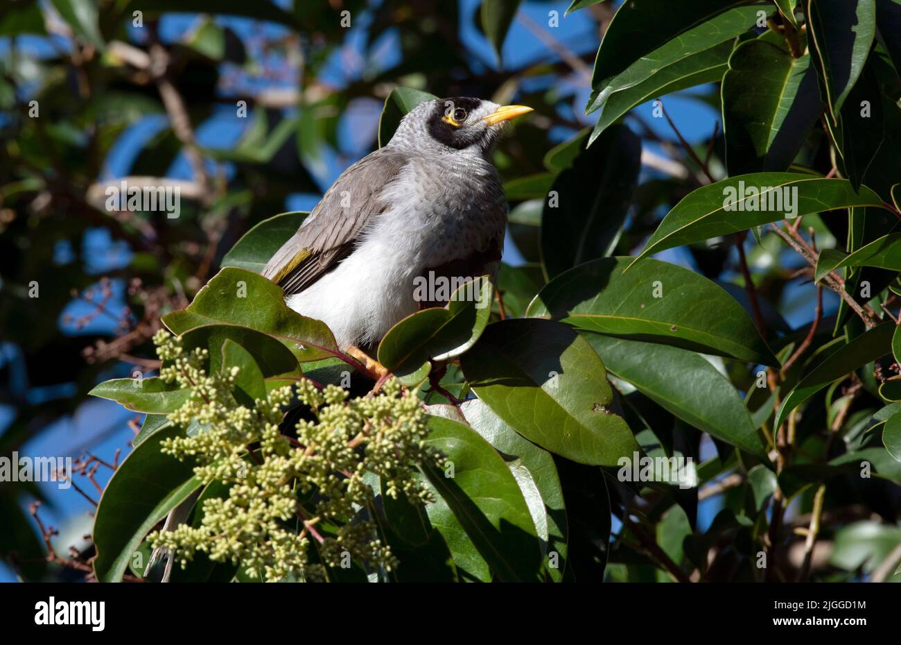 An Australian Noisy Miners (Manorina melanocephala) perched on a tree in Sydney, NSW, Australia ...